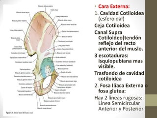 Clase coxal y pelvis | PDF