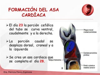 Desarrollo embrionario del sistema Cardiovascular | PPTX
