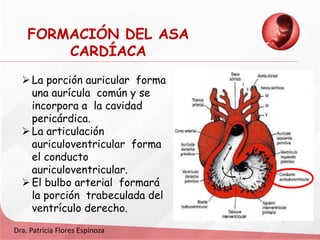 Desarrollo embrionario del sistema Cardiovascular | PPTX