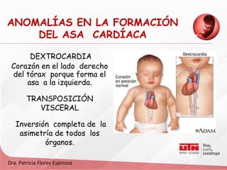 Desarrollo embrionario del sistema Cardiovascular | PPTX