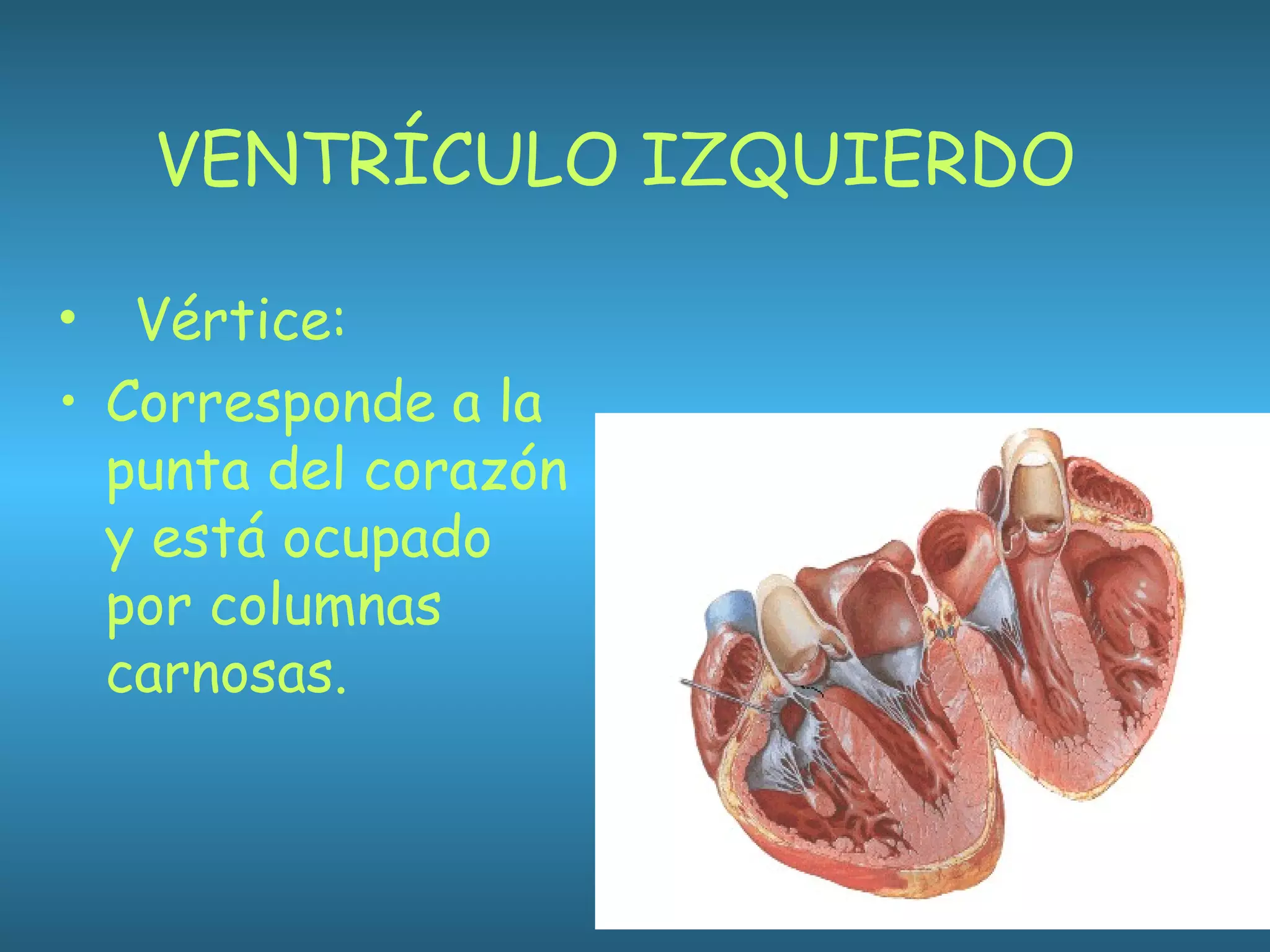 Anatomia del corazón | PPT