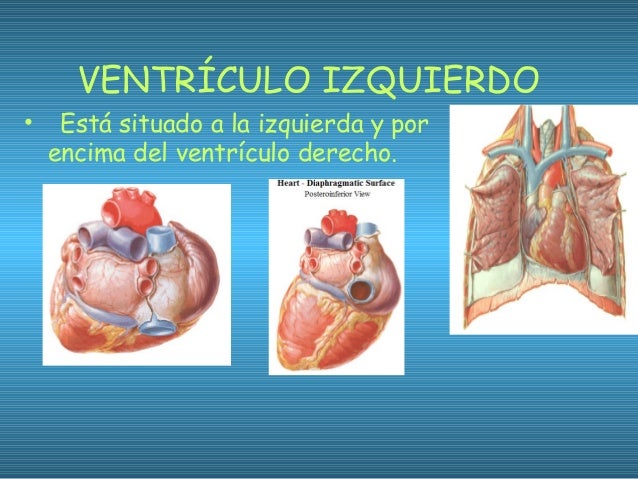 Anatomia del corazón