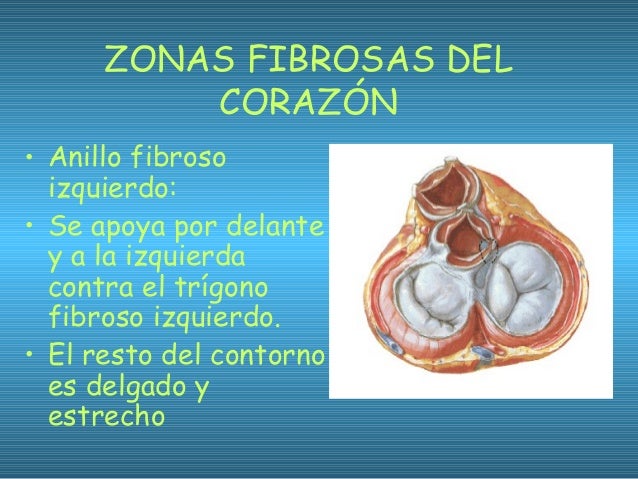 Anatomia del corazón