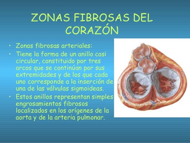 Anatomia del corazón