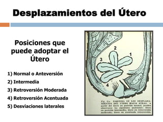 Clase de aparato reproductor femenino | PPT