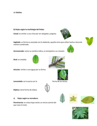 Clase de biologia | DOCX