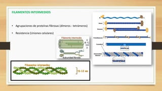 Citoesqueleto | PDF