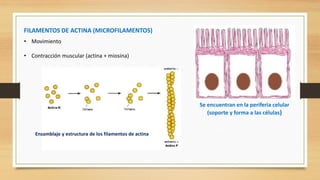 Citoesqueleto | PDF