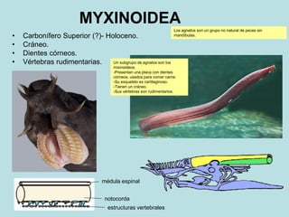 Clase de Cordados ,fósiles historia .pdf