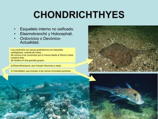 Clase de Cordados ,fósiles historia .pdf