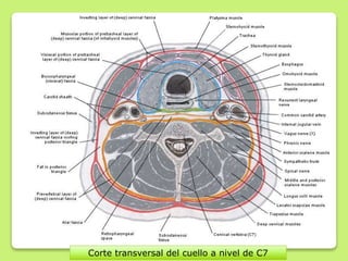 Anatomía del cuello | PPSX