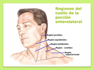 Anatomía del cuello | PPSX