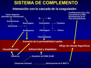 Clase de fisiología Sangre Generalidadesygb | PPT