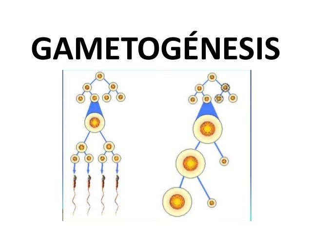 Gametogenesis
