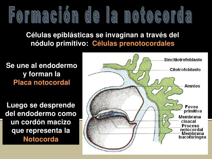 Clase de gastrulacion notocorda y neurulacion 2012