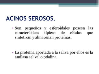 Clase de glandulas salivales | PPT