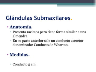 Clase de glandulas salivales | PPT