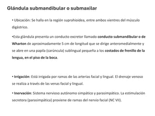 Clase de Glándulas Anexas del tubo DIGESTIVO.pdf