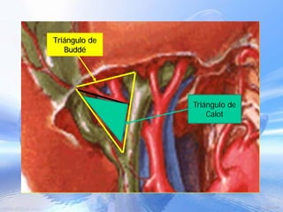 CLASE DE HIGADO.pdd fisiopatologia y anatomia facil y sencilla | PDF
