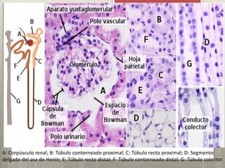Histología Del Túbulo Contorneado Proximal