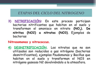 Clase del ciclo del nitrogeno y fosforo | PPT