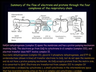 Clase de mitocondria | PPT