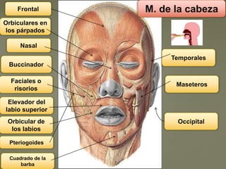 Sistema muscular | PPTX