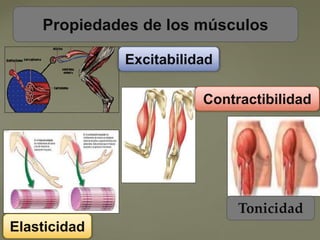 Sistema muscular | PPT