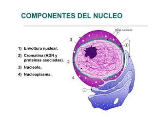 Clase de Núcleo Celular | PPT