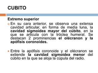 Clase de osteología de miembro superior e inferior | PPT