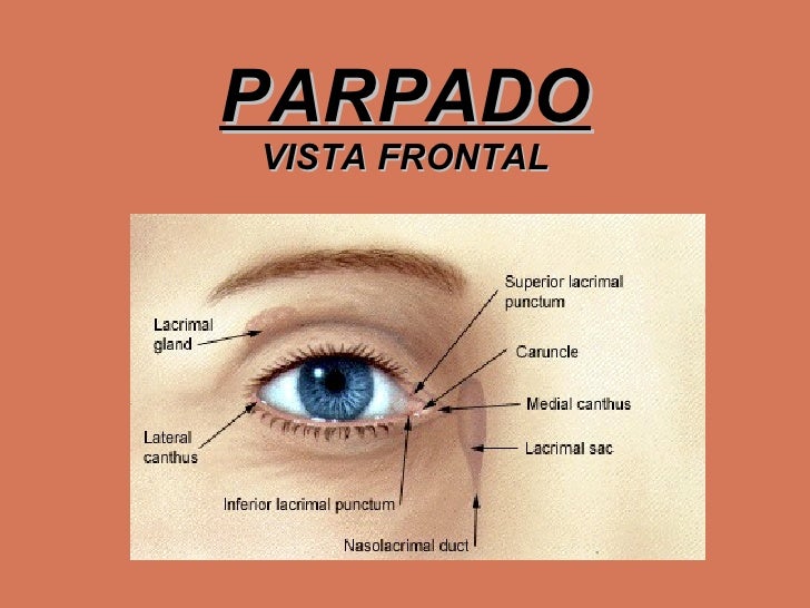 Parpado