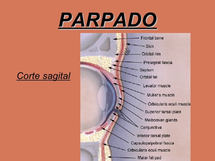 Parpado