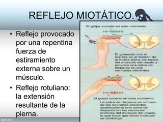 CIRCUITOS MODULARES SENSITIVOMOTORES. | PPTX