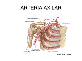 Clase de región axilar | PPT