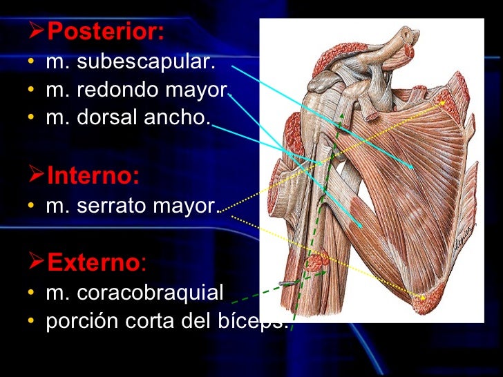 Clase de región axilar