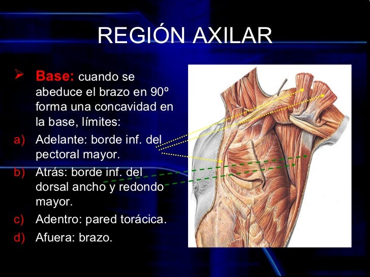 Clase de región axilar