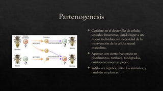 Tipos de reproducción, sexual y asexual en los organismos | PPTX