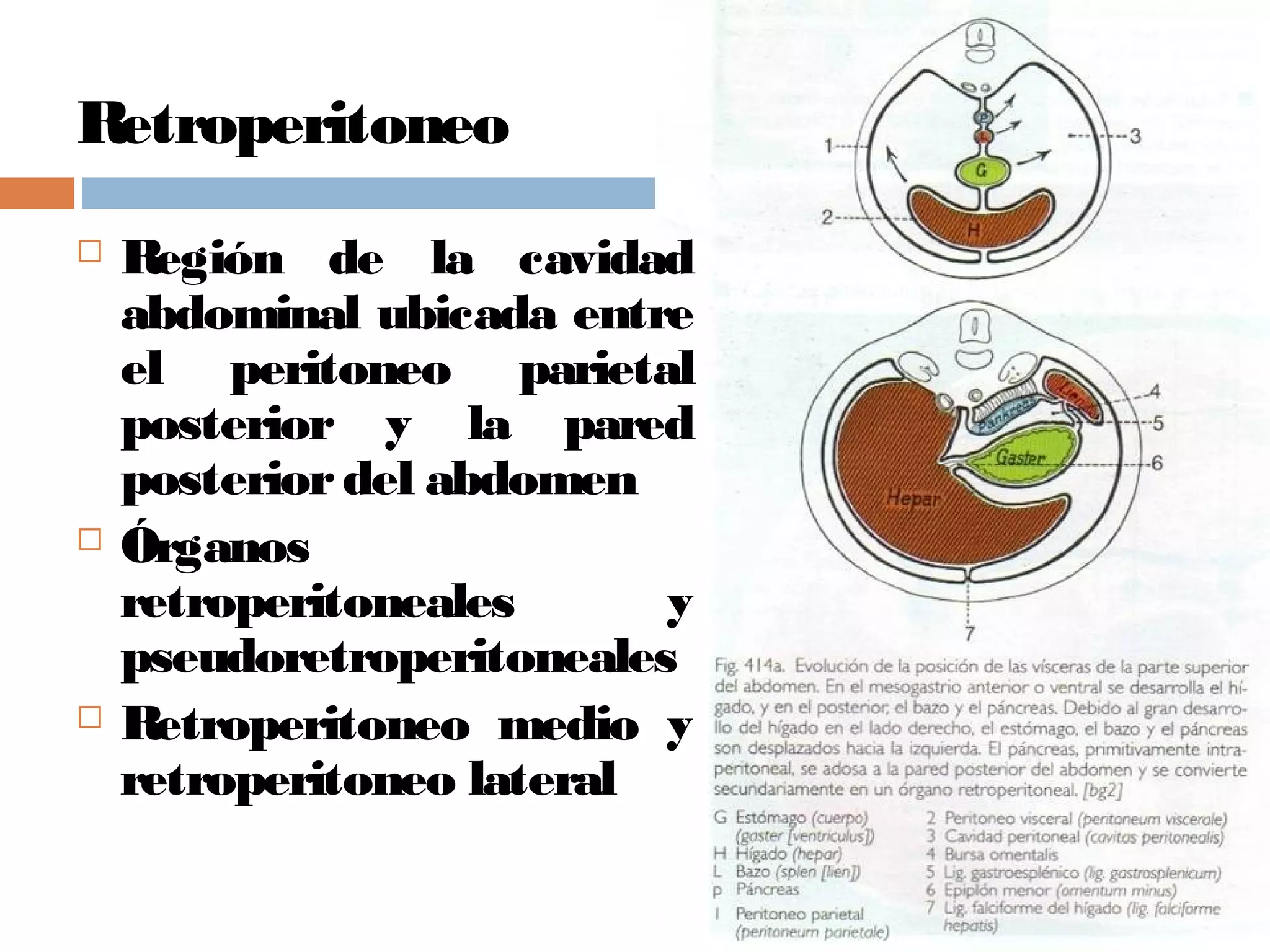 Clase de retroperitoneo | PPT