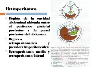Clase de retroperitoneo | PPT