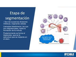 Clase Desarrollo Embrionario.ppt