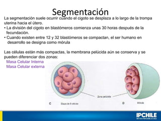 Clase Desarrollo Embrionario.ppt