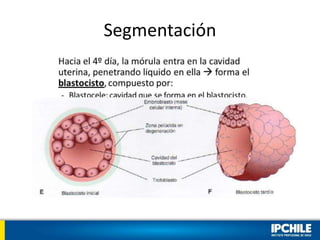 Clase Desarrollo Embrionario.ppt