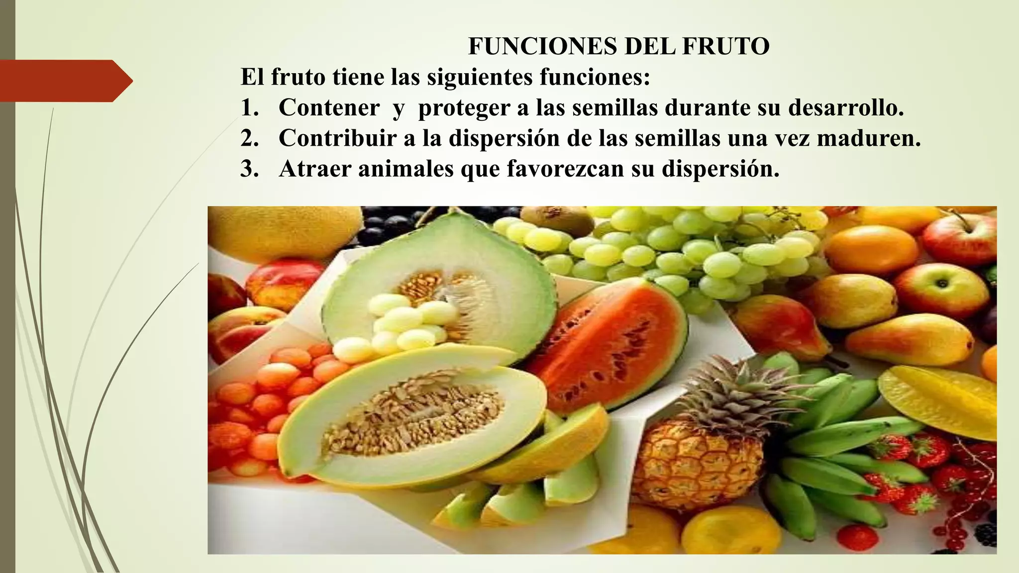 Estructura y funciones de los órganos de las plantas | PPSX | Gardening ...