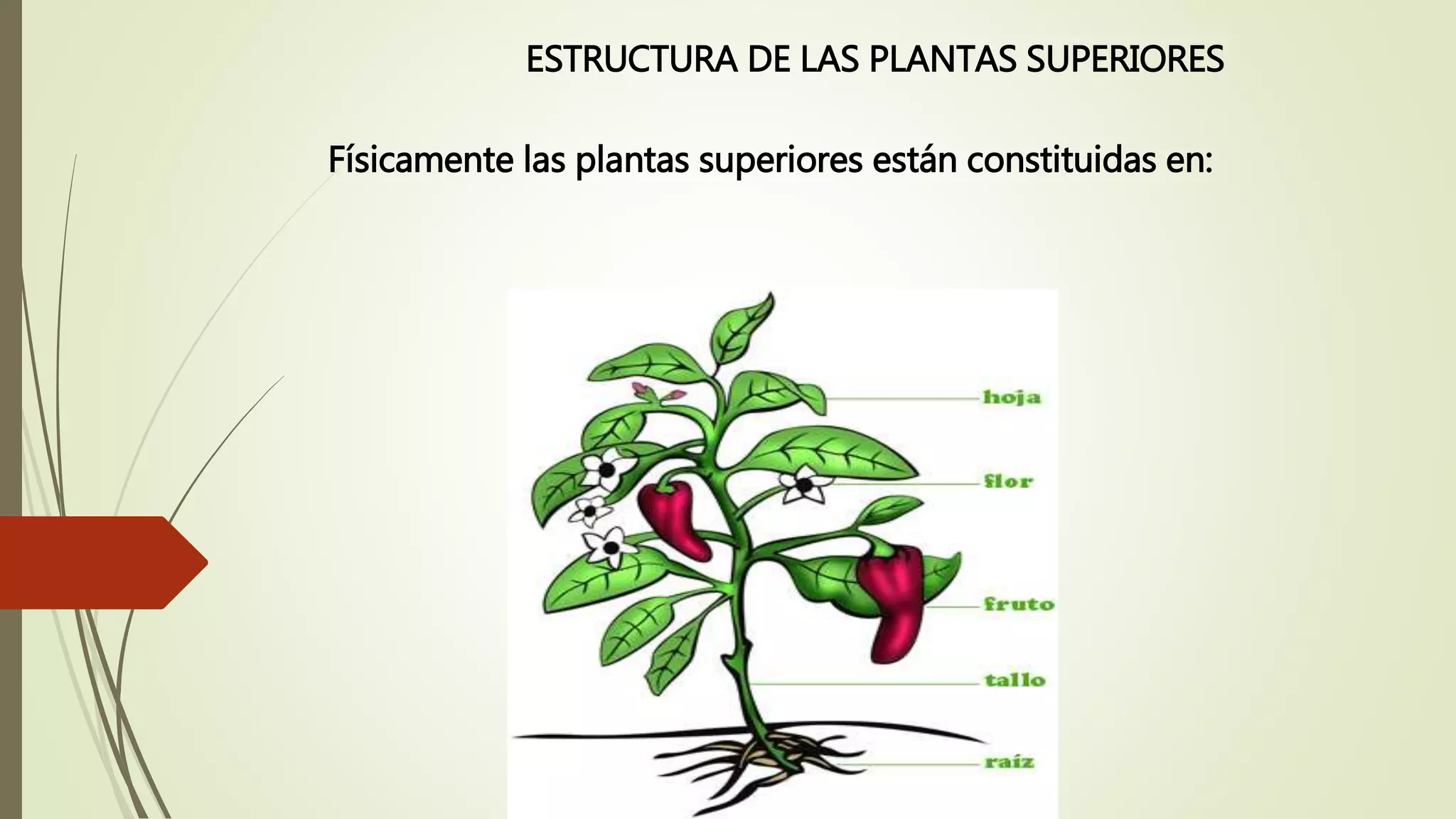 Estructura y funciones de los órganos de las plantas | PPSX | Gardening ...