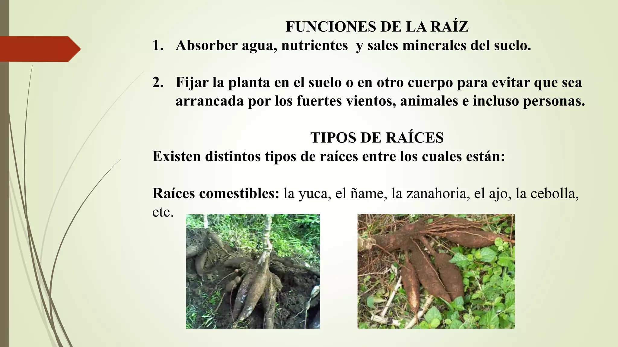 Estructura y funciones de los órganos de las plantas | PPSX | Gardening ...