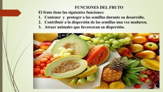 Estructura y funciones de los órganos de las plantas | PPSX