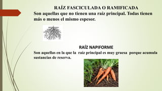 Estructura y funciones de los órganos de las plantas | PPSX