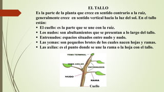 Estructura y funciones de los órganos de las plantas | PPSX