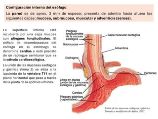 Clase de Sistema digestivo parte ..1.pdf