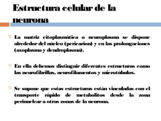 Clase de tejido nervioso | PPT